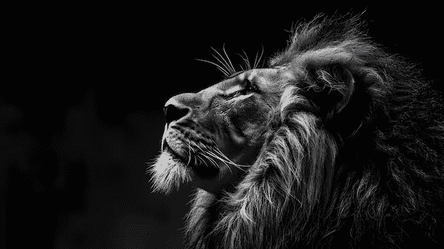 A Lion Doesn’t Concern Himself – Meme Generator