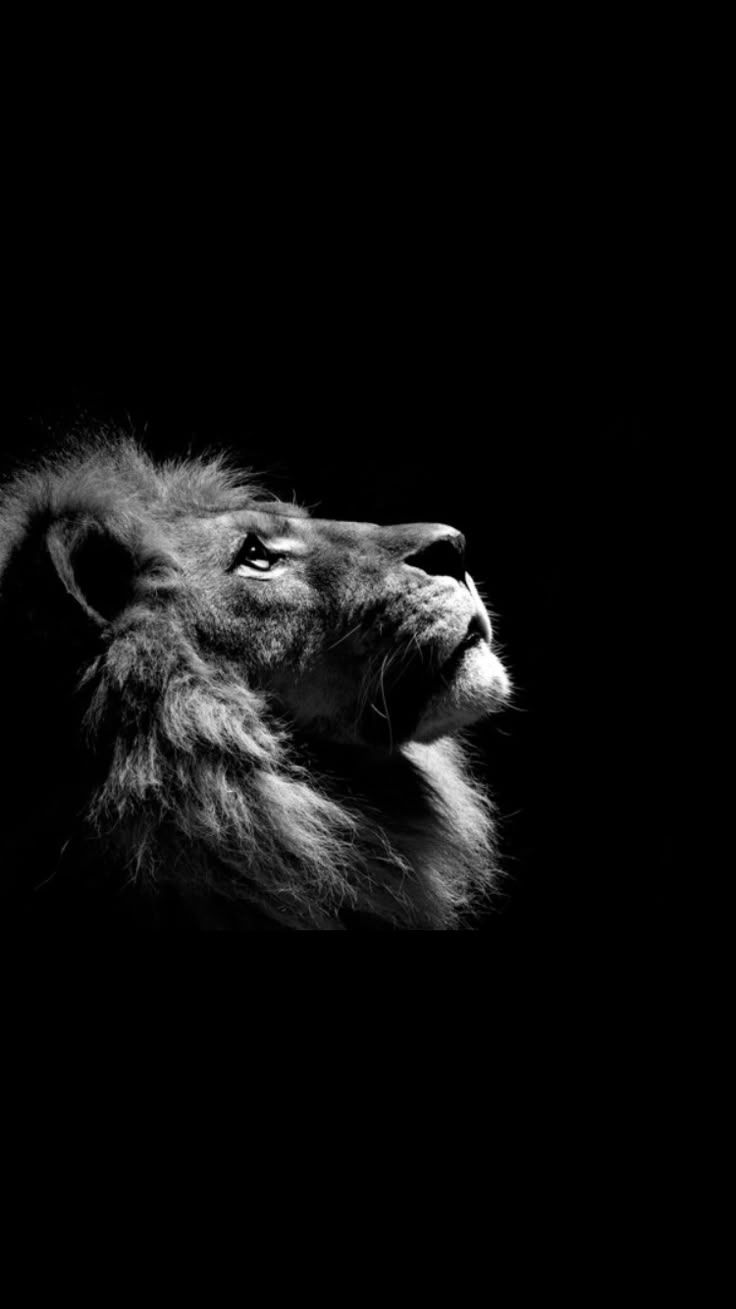 A Lion Doesn’t Concern Himself – Meme Generator